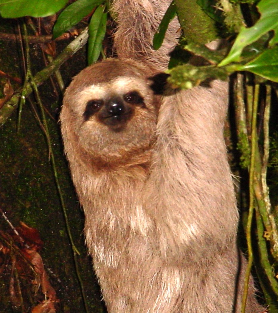 Fauna e Flora da Mata Atlântica: Bicho Preguiça