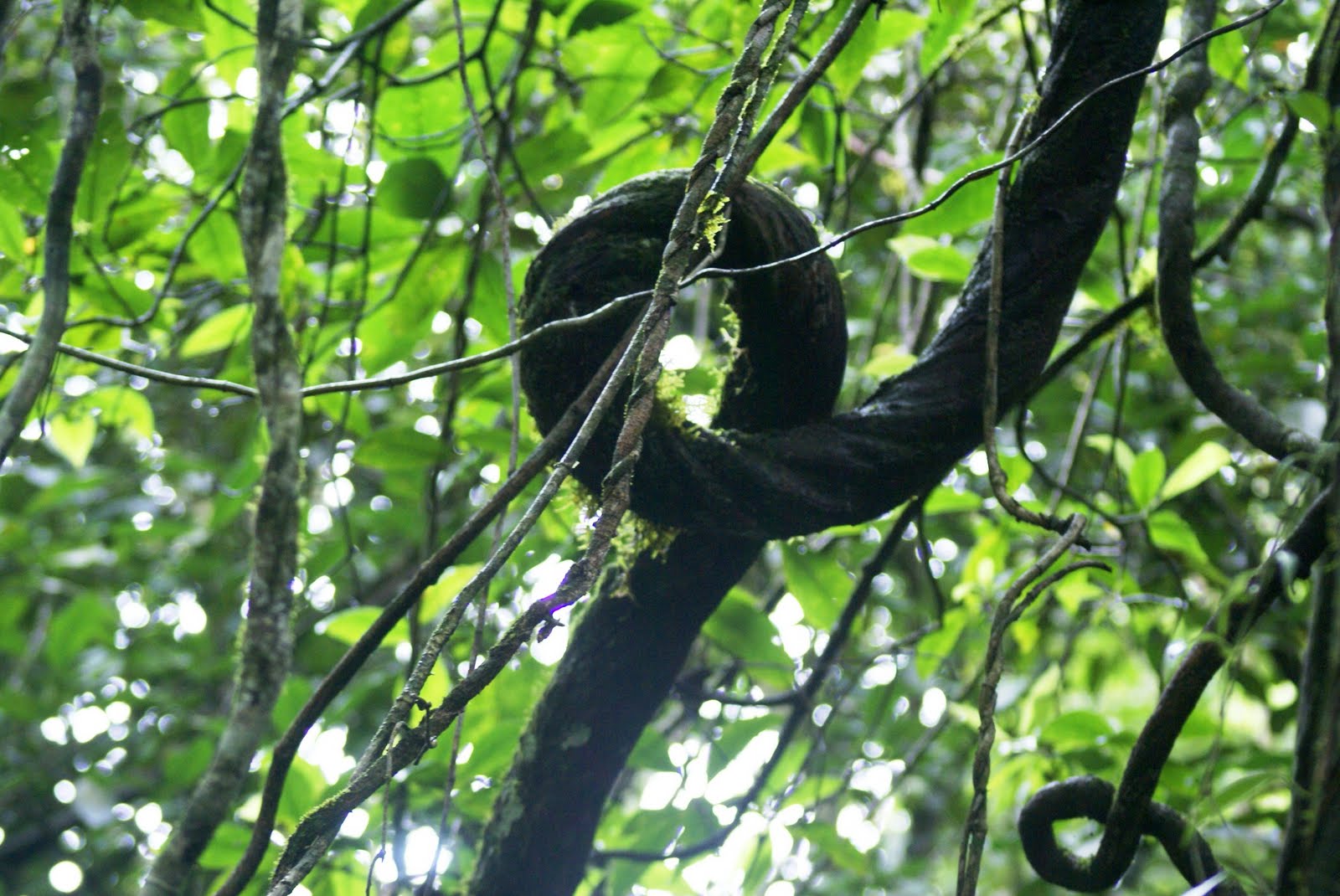 Fauna e Flora da Mata Atlântica: Cipó