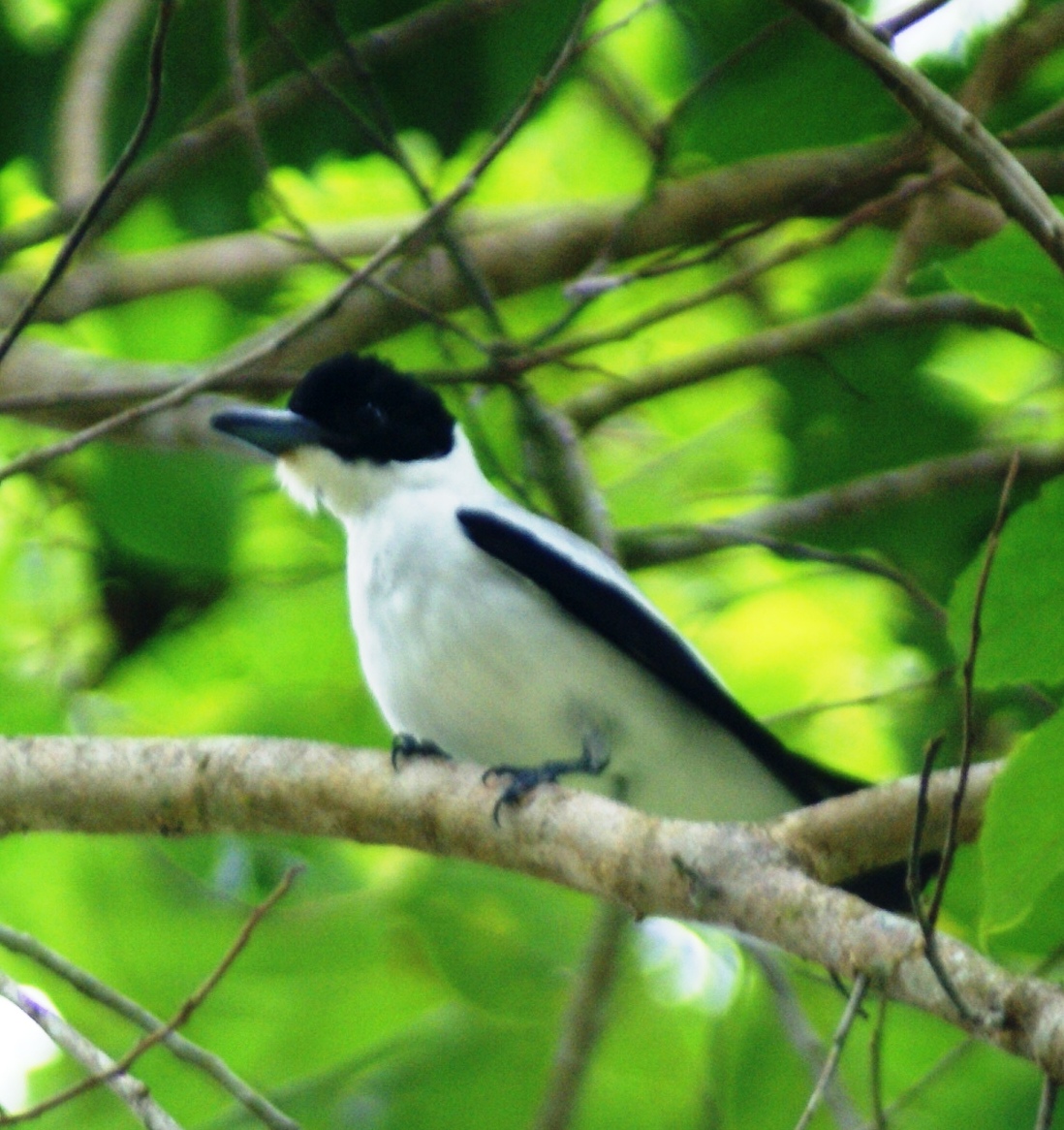 Fauna e Flora da Mata Atlântica: Araponga