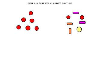 FERMENTATION TECHNOLOGY (teknologi penapaian): PURE CULTURE VERSUS ...