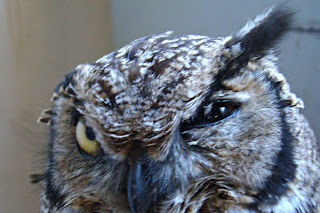 Observando aves en Bariloche y sus alrededores: Buba