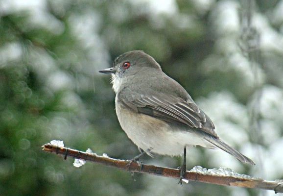 Aves de Bariloche: Diucón (Xolmis pyrope)