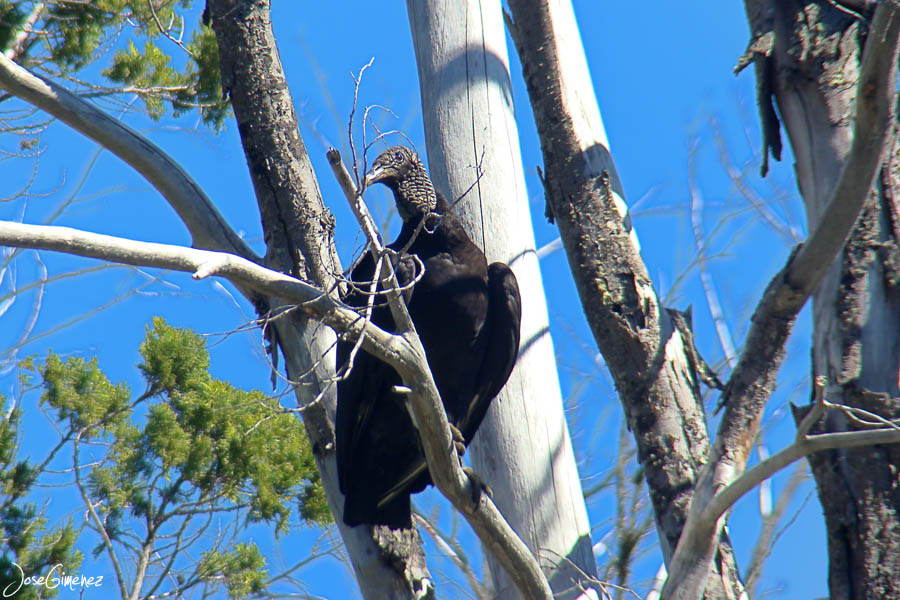 Aves de Bariloche: Jote Cabeza Negra (Coragyps atratus)