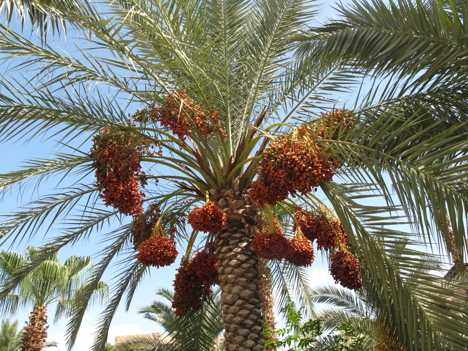 retalhos e detalhes: ...tâmaras frescas...