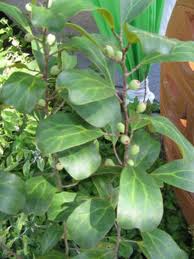 Tabat barito (Ficus deltoidea)myherbsweblog-medicineplant