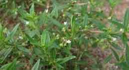 ADAT HIDUP MENEMPUH SUKA DAN DUKA: Rumput Mutiara (Hedyotis corymbosa L