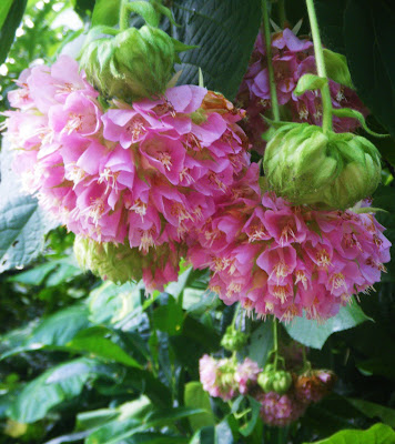 My Hawaiian Home: Pink Ball Tree!