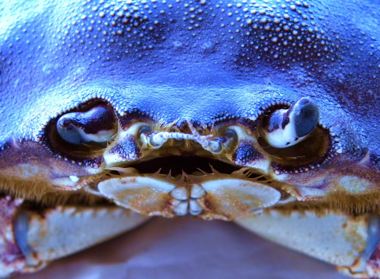 My Hawaiian Home: Garlic and Lemon Roasted Crabs