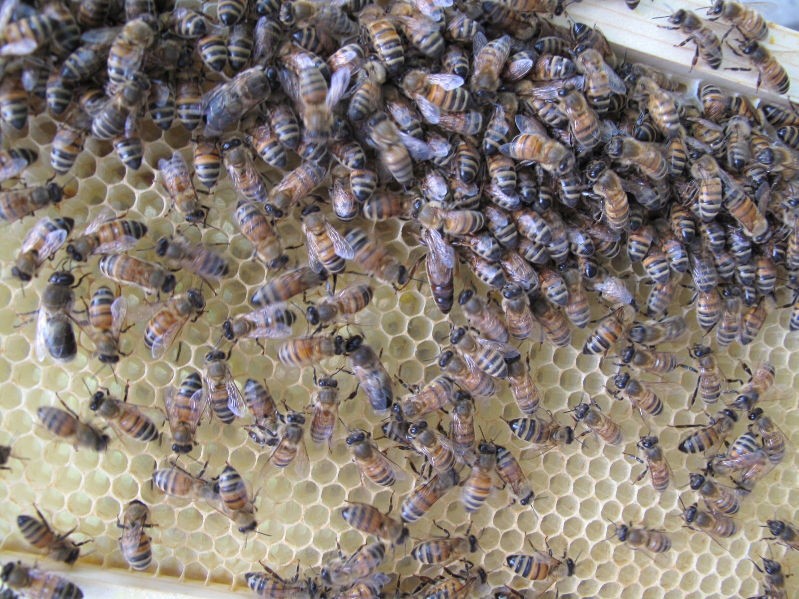 Jared's Adventure Into Beekeeping: Queen pics and ant/roach/earwig