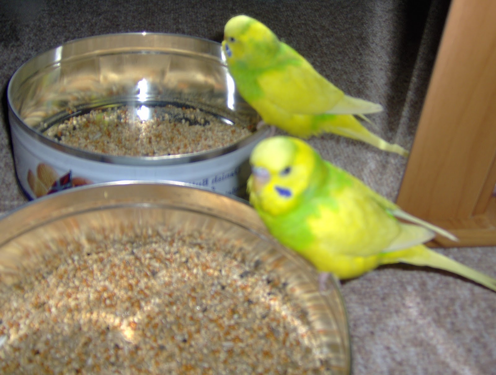 curiozitati despre animale: Perusii cei mai intalniti papagali de companie