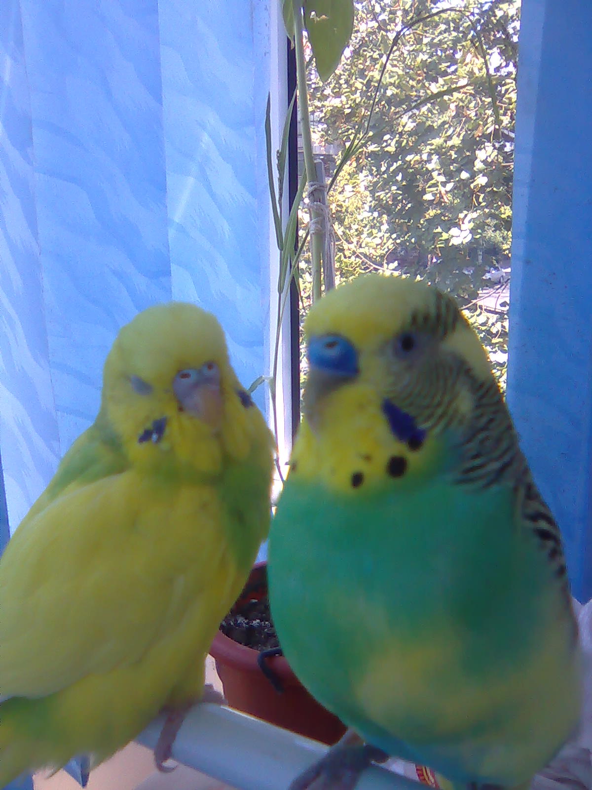 curiozitati despre animale: Perusii cei mai intalniti papagali de companie