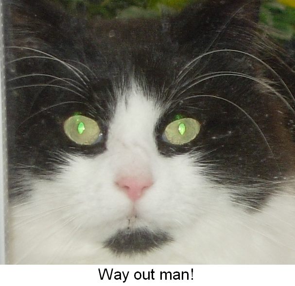 Albert The Cat's Blog