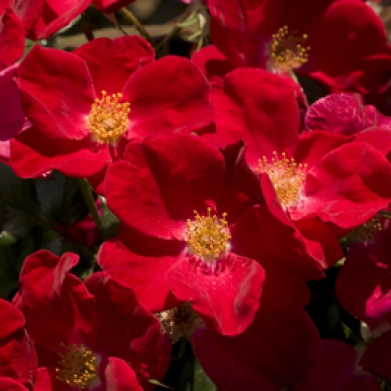 Gatsbys Gardens: Proven Winners Home Run Rose