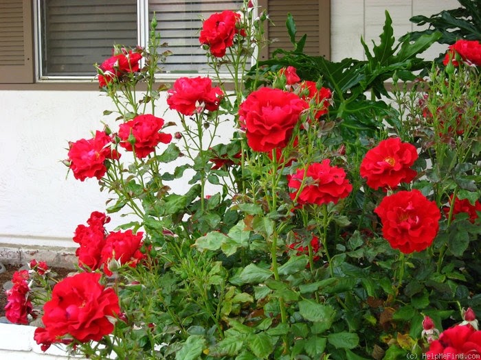 Gatsbys Gardens: Proven Winners Home Run Rose