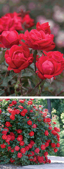 Gatsbys Gardens: Proven Winners Home Run Rose