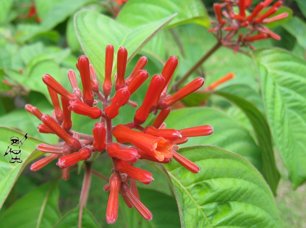 tog of coral gables dailyphoto: Firebush, Hummingbird Bush, Scarlet ...