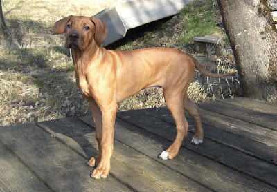 Eshetu - a young Rhodesian Ridgeback: Four months old