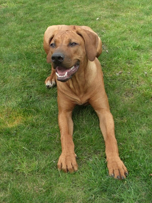 Eshetu - a young Rhodesian Ridgeback: 6 months old