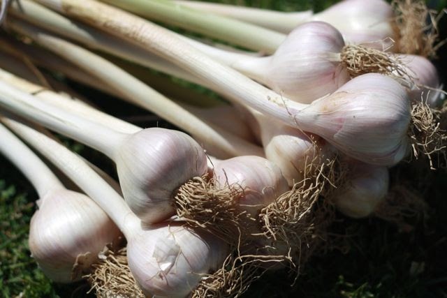 Dollop of Cream: plant yourself some garlic