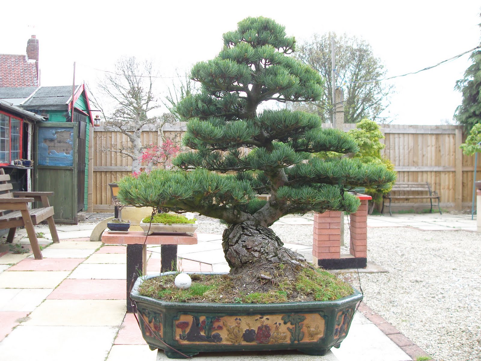 Graham's Bonsai: Pine
