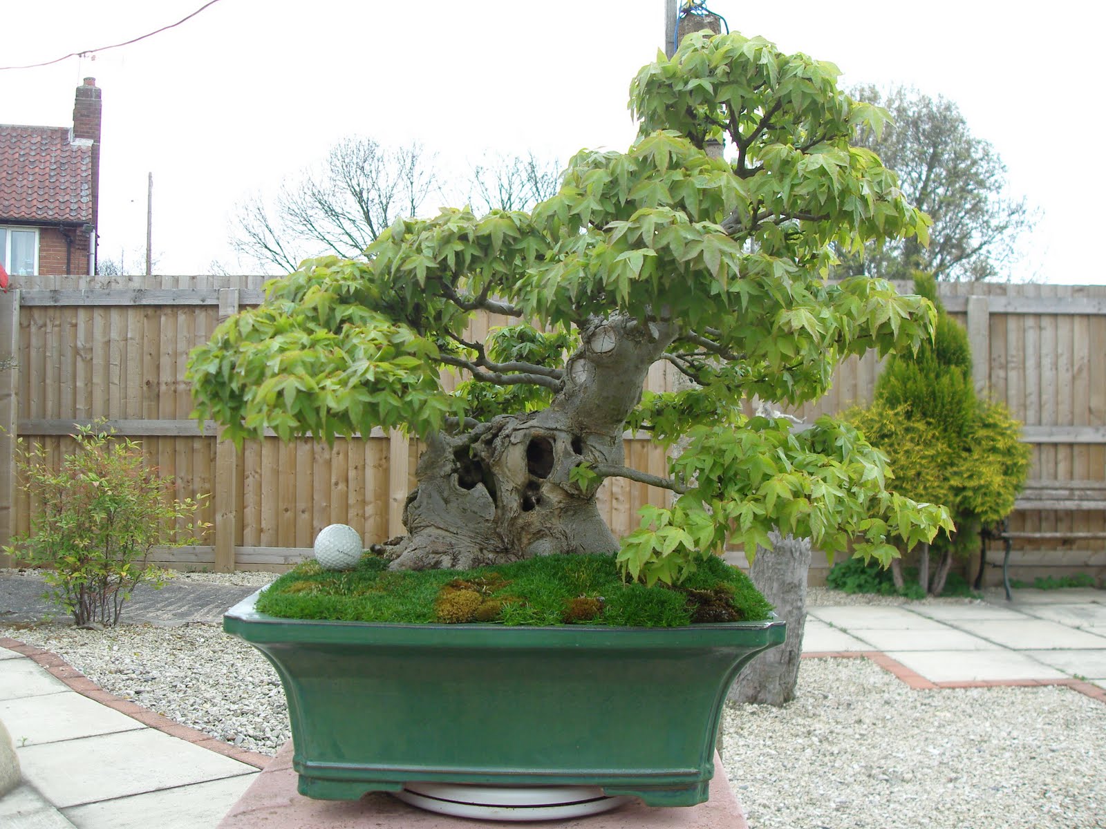 Graham's Bonsai: Trident Maple