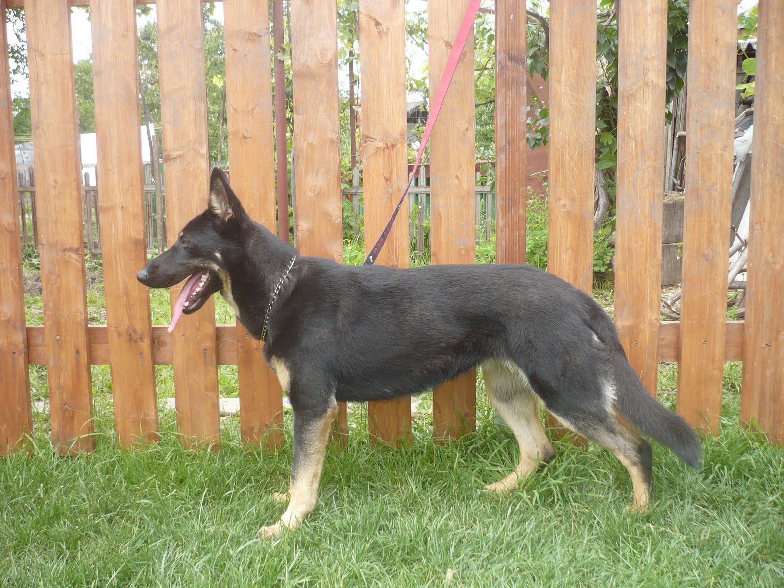 informatii despre caini