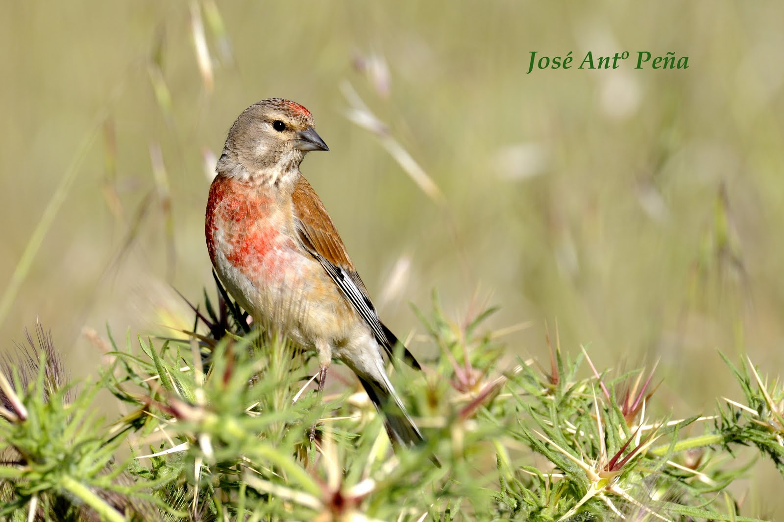el blog del profe: Sierra de Gádor