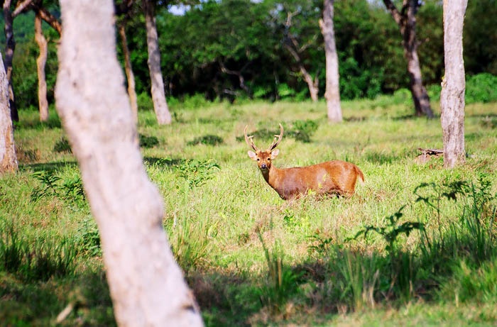 Philippine Animals in wild
