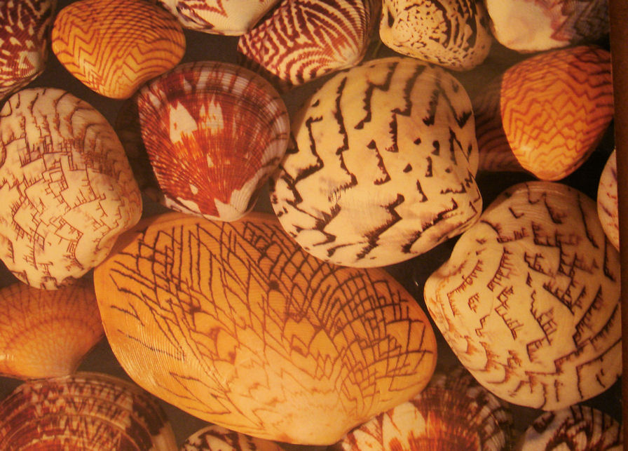 Blue Starr Gallery: Shell Inspiration