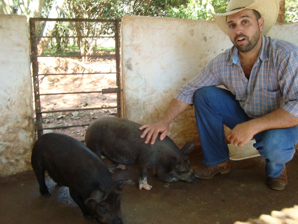 Mini porcos: Venda de mini porcos