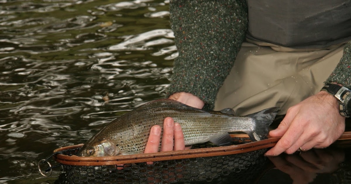 FLIES AND STUFF: Needle Fly fest