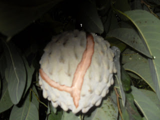 Educativo.com.mx: El Papause de San Francisco Ixhuatán, Oaxaca, México