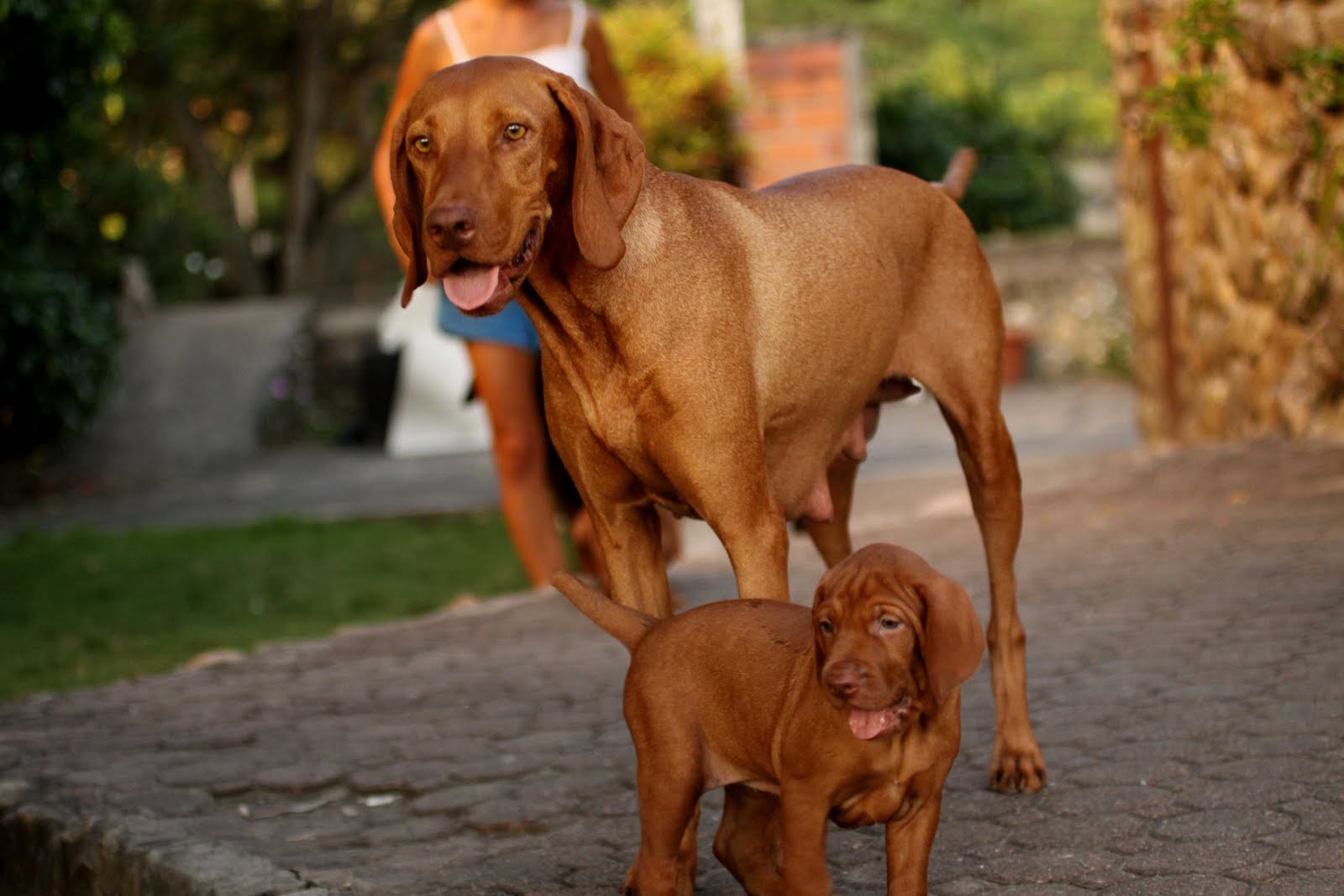 Cachorros Vizsla: RESERVA SU CACHORRITA HOY! 2 hembras disponibles.