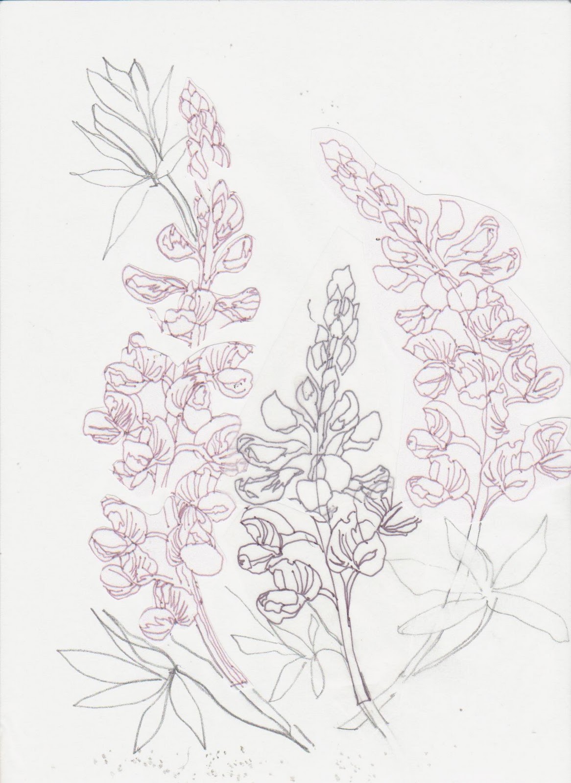 Melinda's Cutting Garden: What's In a Name?