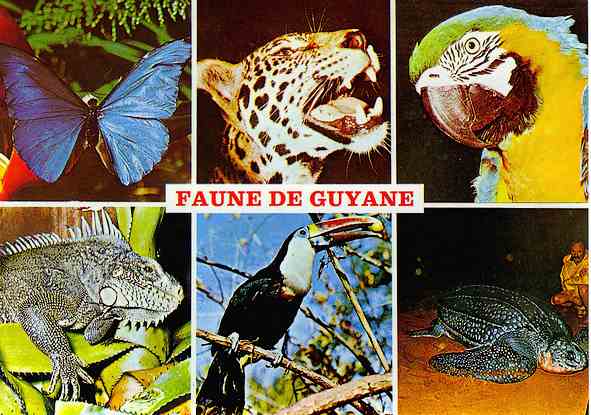 MES MISSIONS ET SEJOURS EN GUYANE: FAUNE DE LA GUYANE