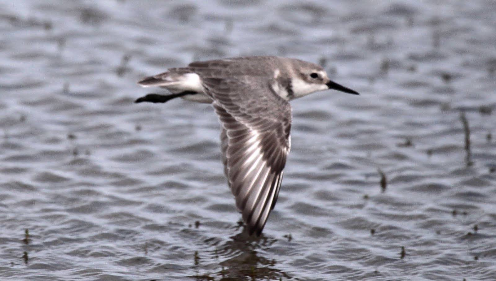 wrybill: July 2010