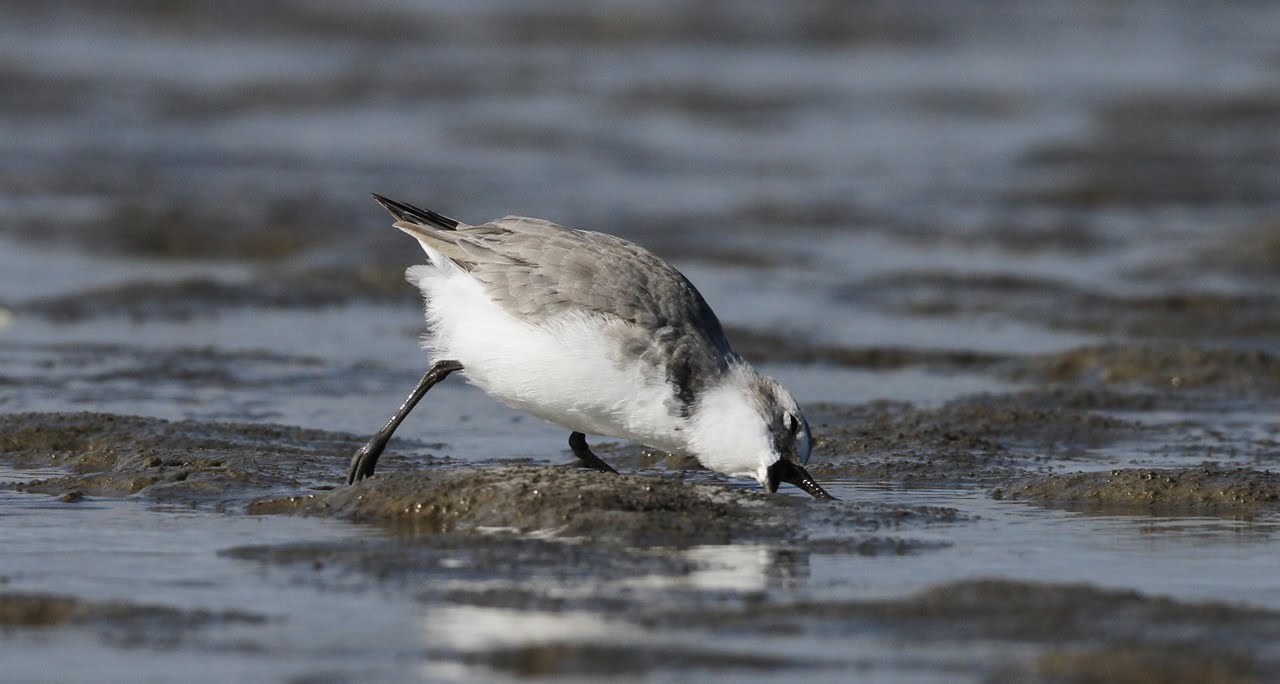 wrybill: Outstanding photos of wrybill at Manawatu estuary-