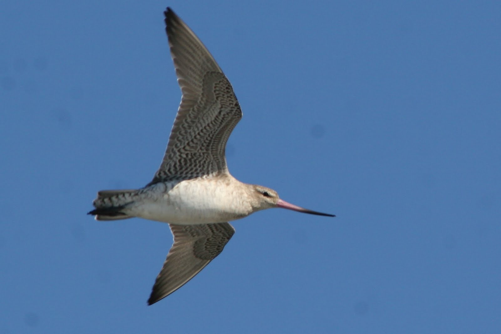 Peter Langland's - Wild Capture Photography: Celebration of godwits in ...
