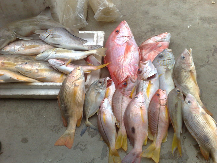 Hasil Pancing ~ Palopo Fishing