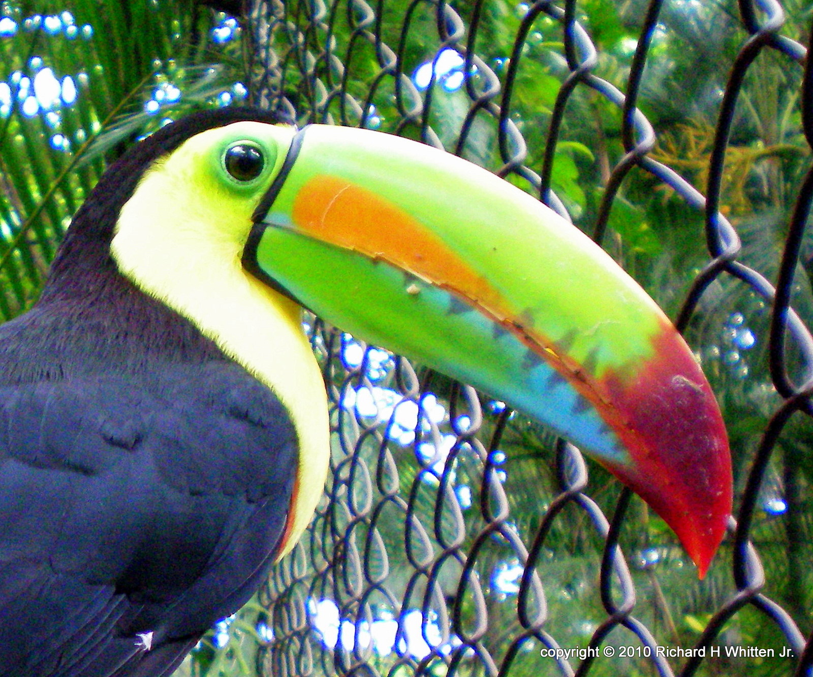 What Am I Doing?: Some Costa Rican Animals