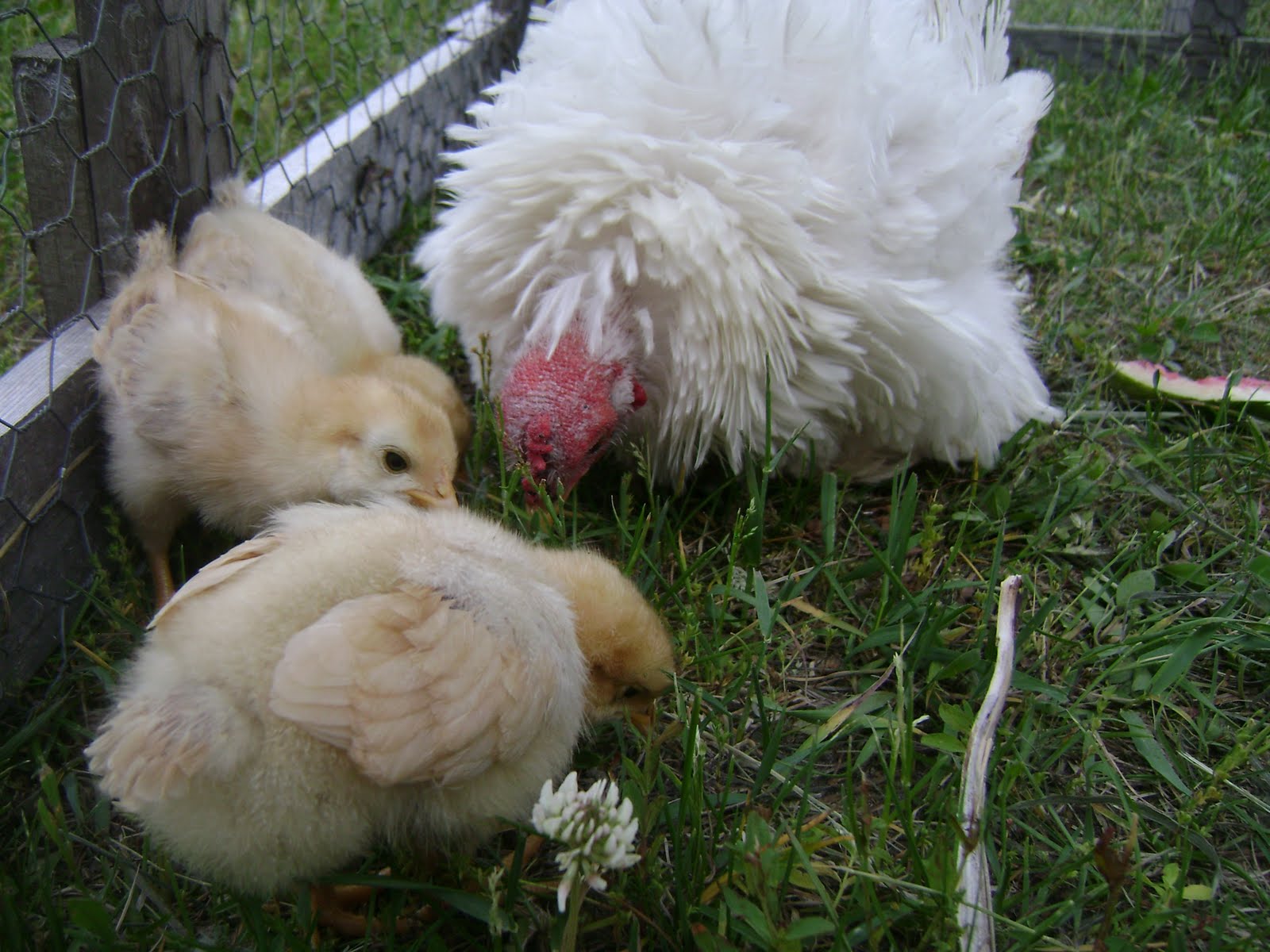 Spinners End Farm: The little White Hen- Part Two