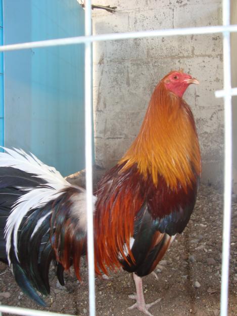 CHARITO: LOS MEJORES GALLOS