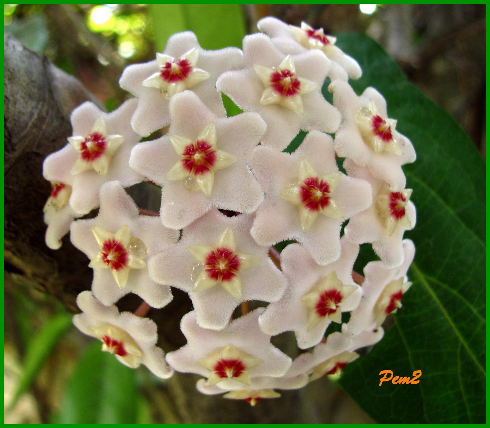 Mis Fotos: Delicadeza hecha flor