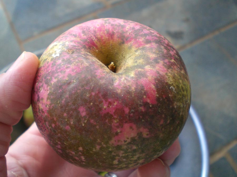 the small suburban farm: I'm an apple nerd