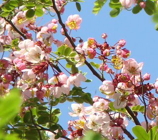 Reflections and Reminiscences: Flowering Trees of Pune (A published ...