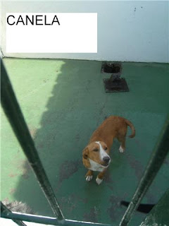 Adopta un ser especial*Buk*: Perros en perrera de Mérida 2º parte