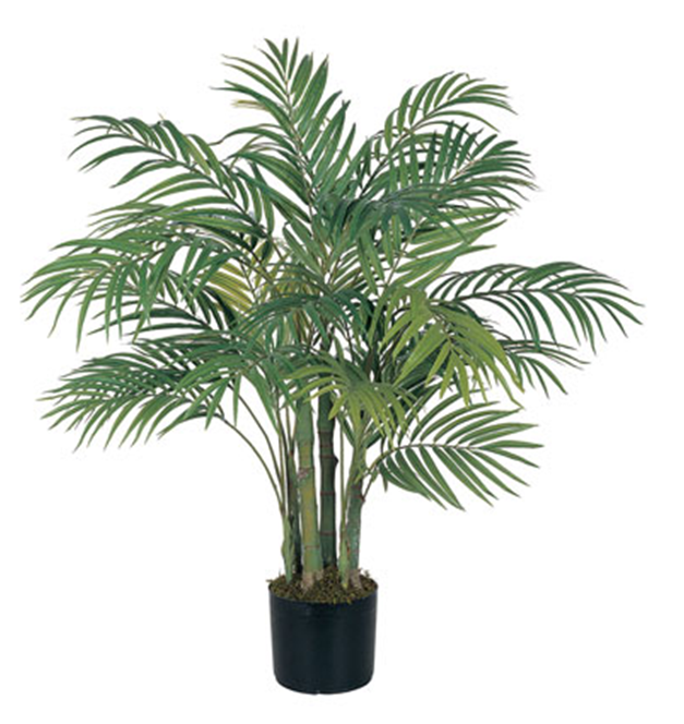 My Enchanting Silk Garden Palm Tree Sizes And Purposes My Enchanting Silk Garden Palm Tree Sizes And Purposes