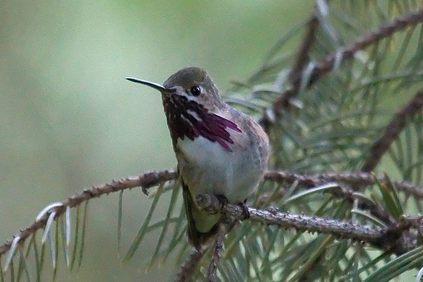Dragons Fly Tri-Cities Washington photoblog: Dixie Washington: Hummingbirds