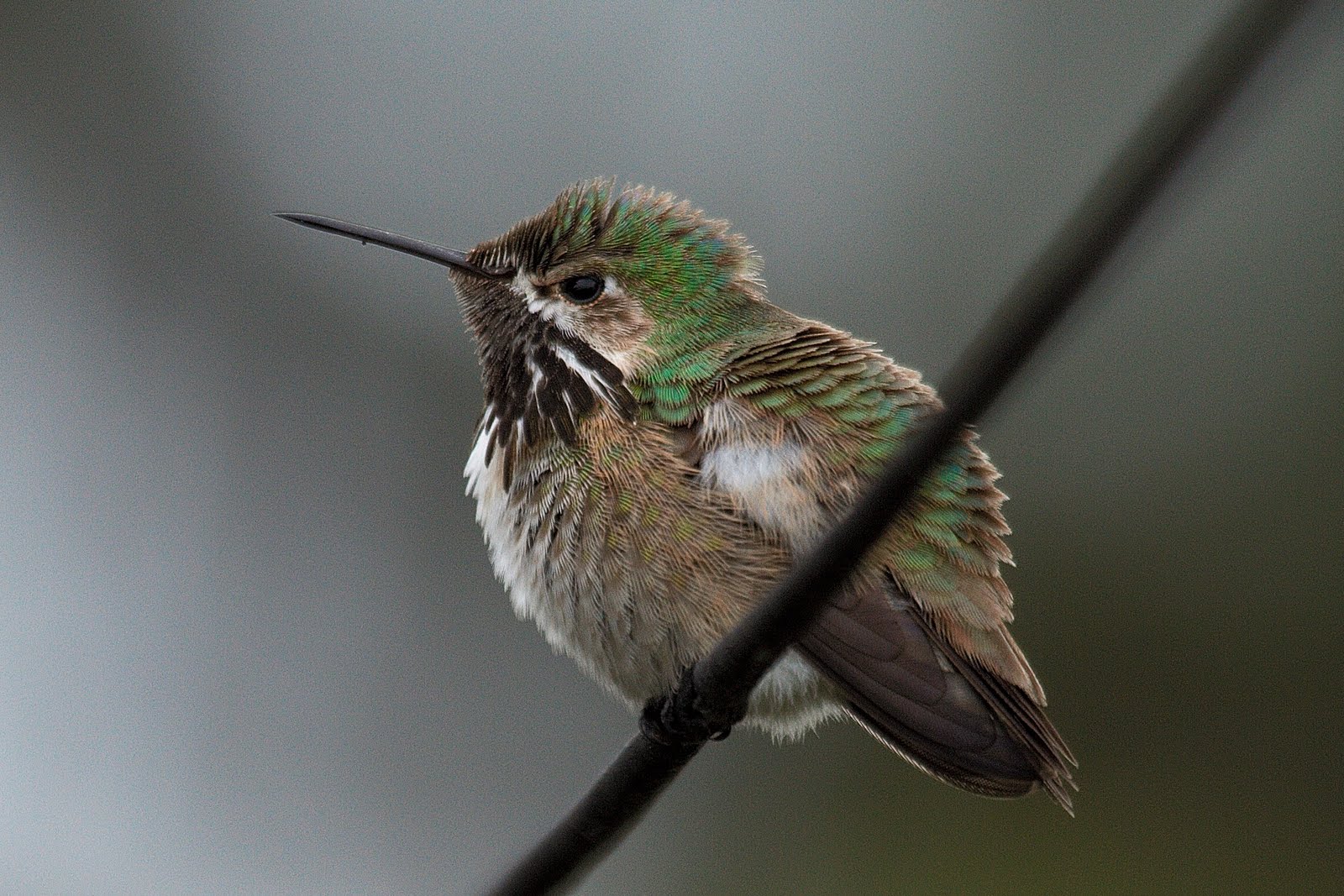 Dragons Fly Tri-Cities Washington photoblog: Dixie Washington: Hummingbirds