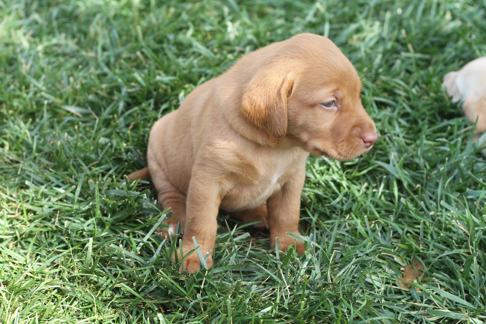 The Shupeville Zoo: Four week old pictures
